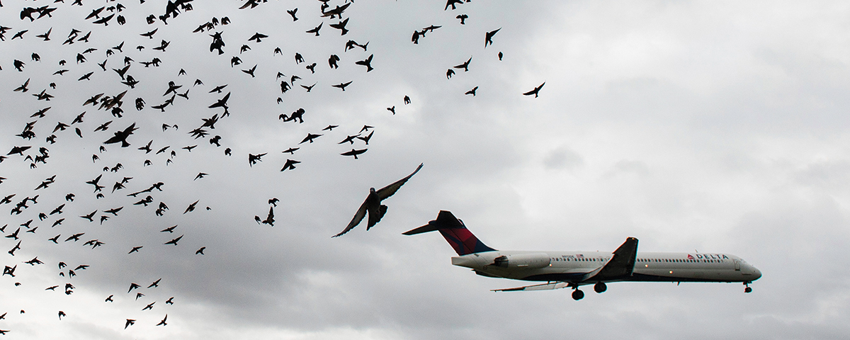 DGCA Data Shows 52% Increase In Aircraft Bird Hit Incidents In 2022 ...